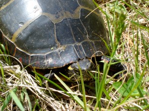 Beware the horse eating turtles - EQUINE Ink