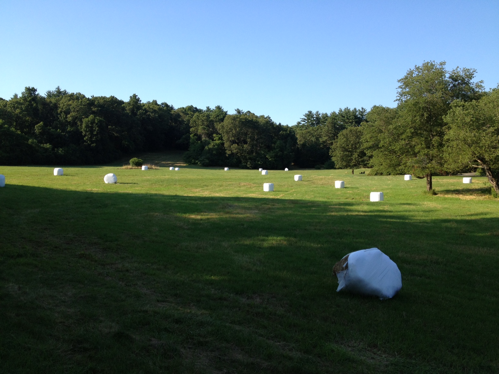 Alien space pods have landed in our hay field - EQUINE Ink