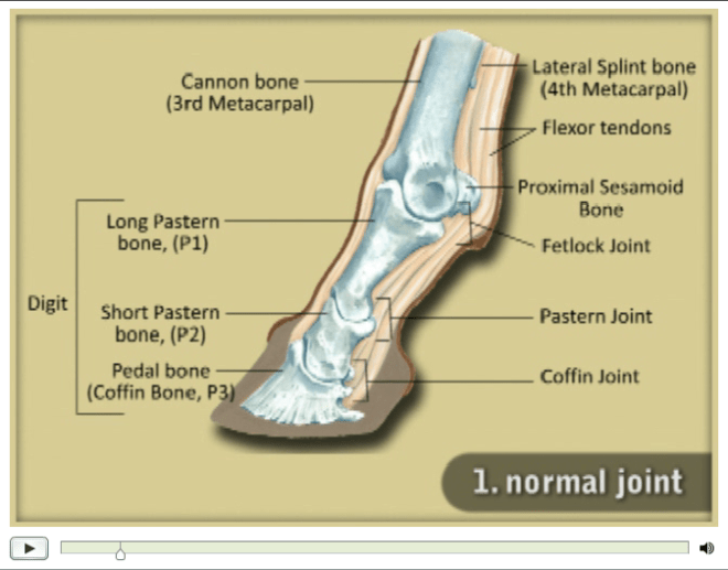 Journey through the Joints - EQUINE Ink