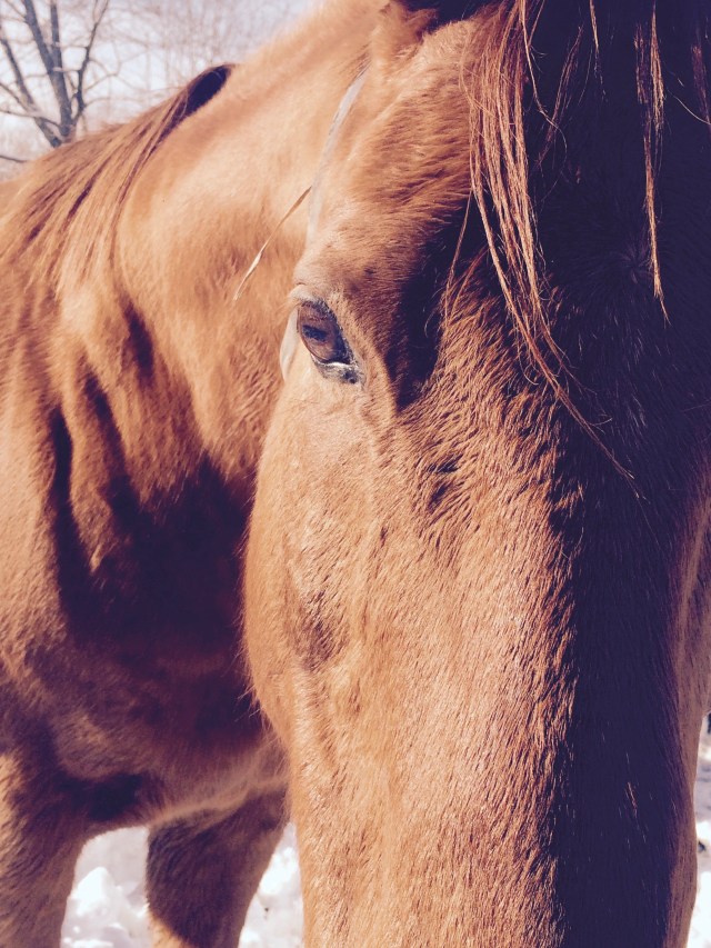 Curiosity - EQUINE Ink