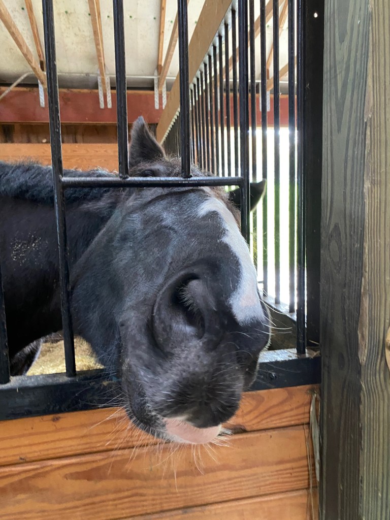 Tips and Strategies for Surviving Stall Rest - EQUINE Ink