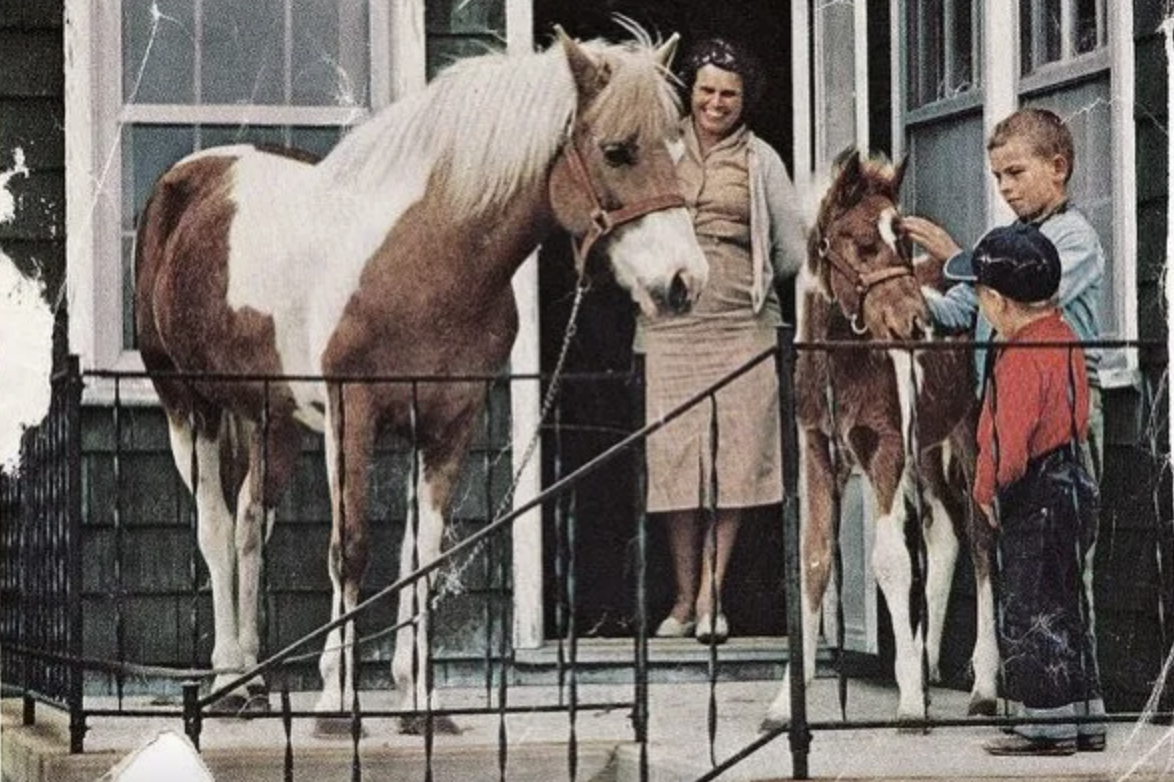 Save Misty of Chincoteague's Home, Beebe Ranch - EQUINE Ink