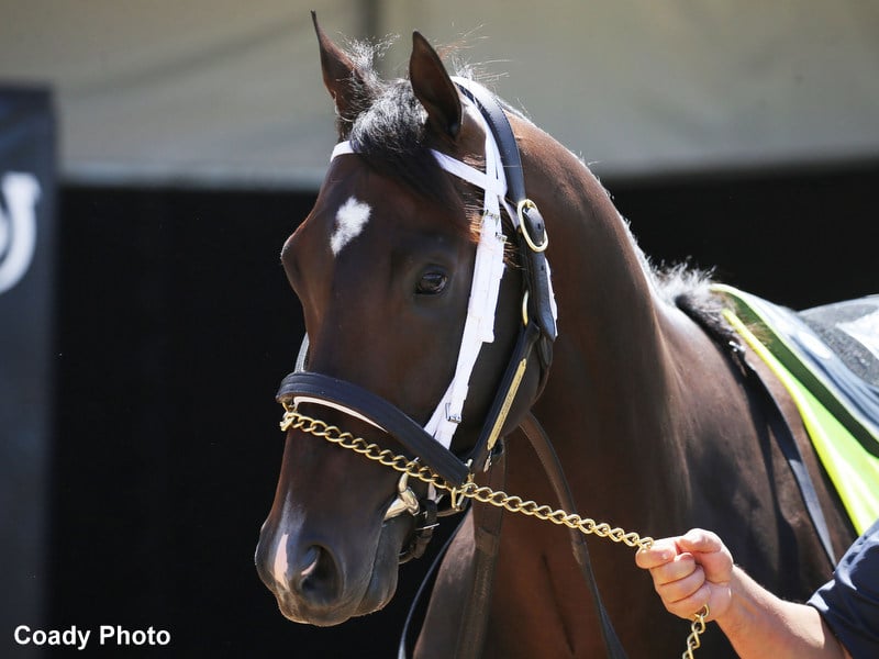 Kentucky Derby Favorite Forte is Scratched! - EQUINE Ink
